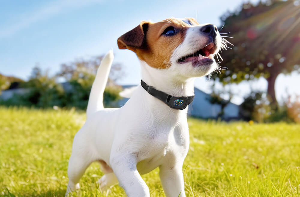 Best Stop Dog Barking Devices: Collars, Ultrasonic Tools Guide
